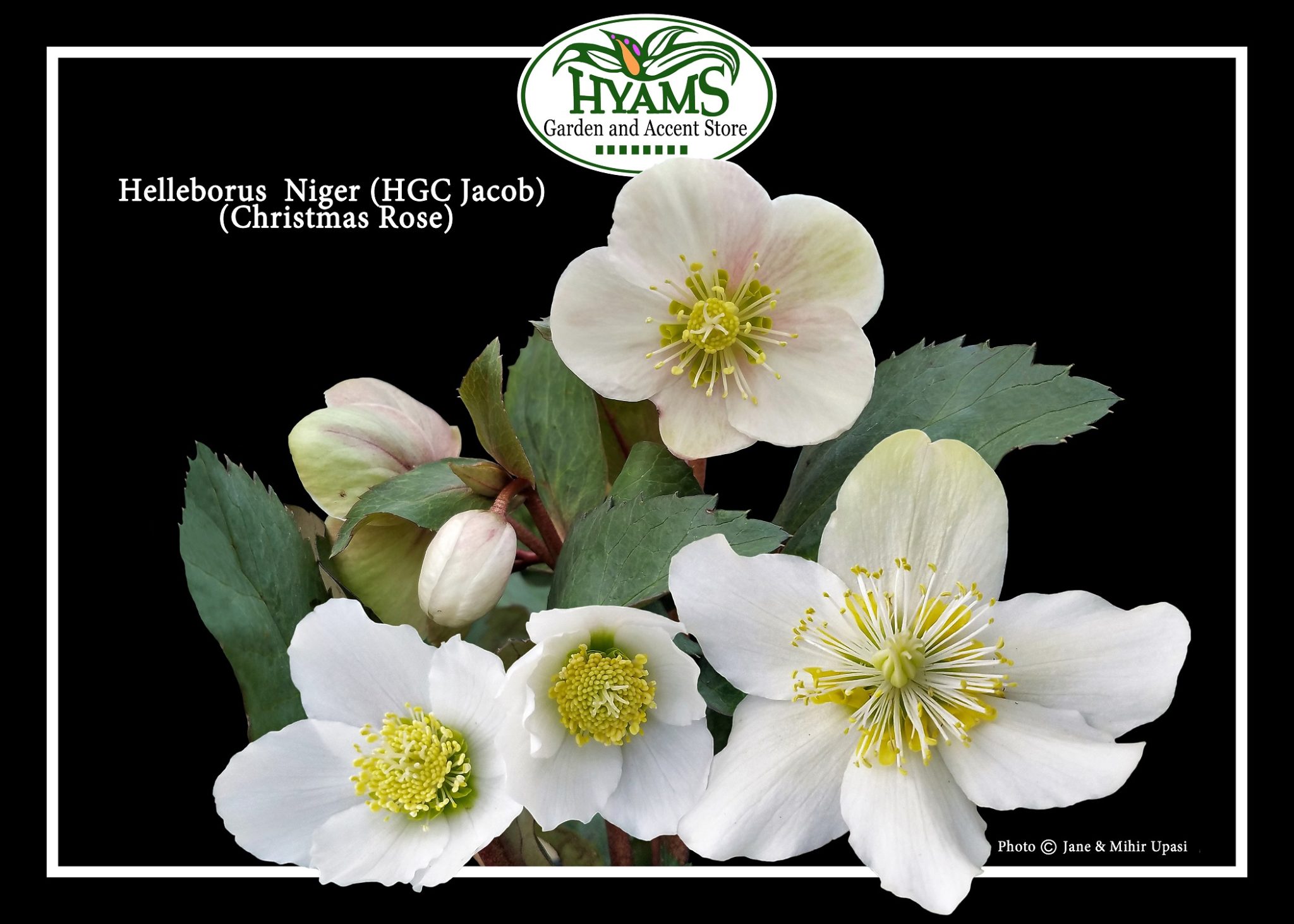 Lenten Roses (Helleborus Orientalis)
