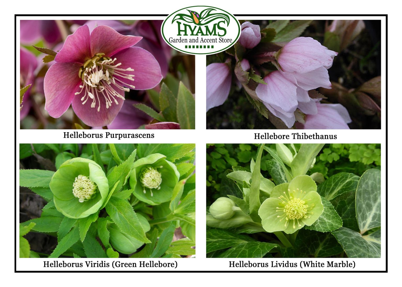 Lenten Roses (Helleborus Orientalis)