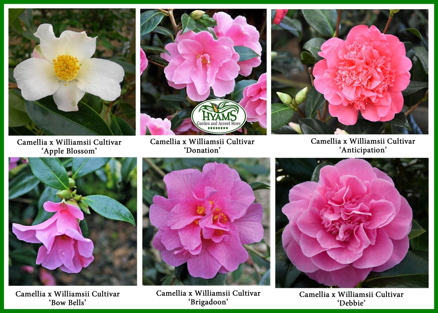 Camellias: A Celebration of Love, Affection and Admiration