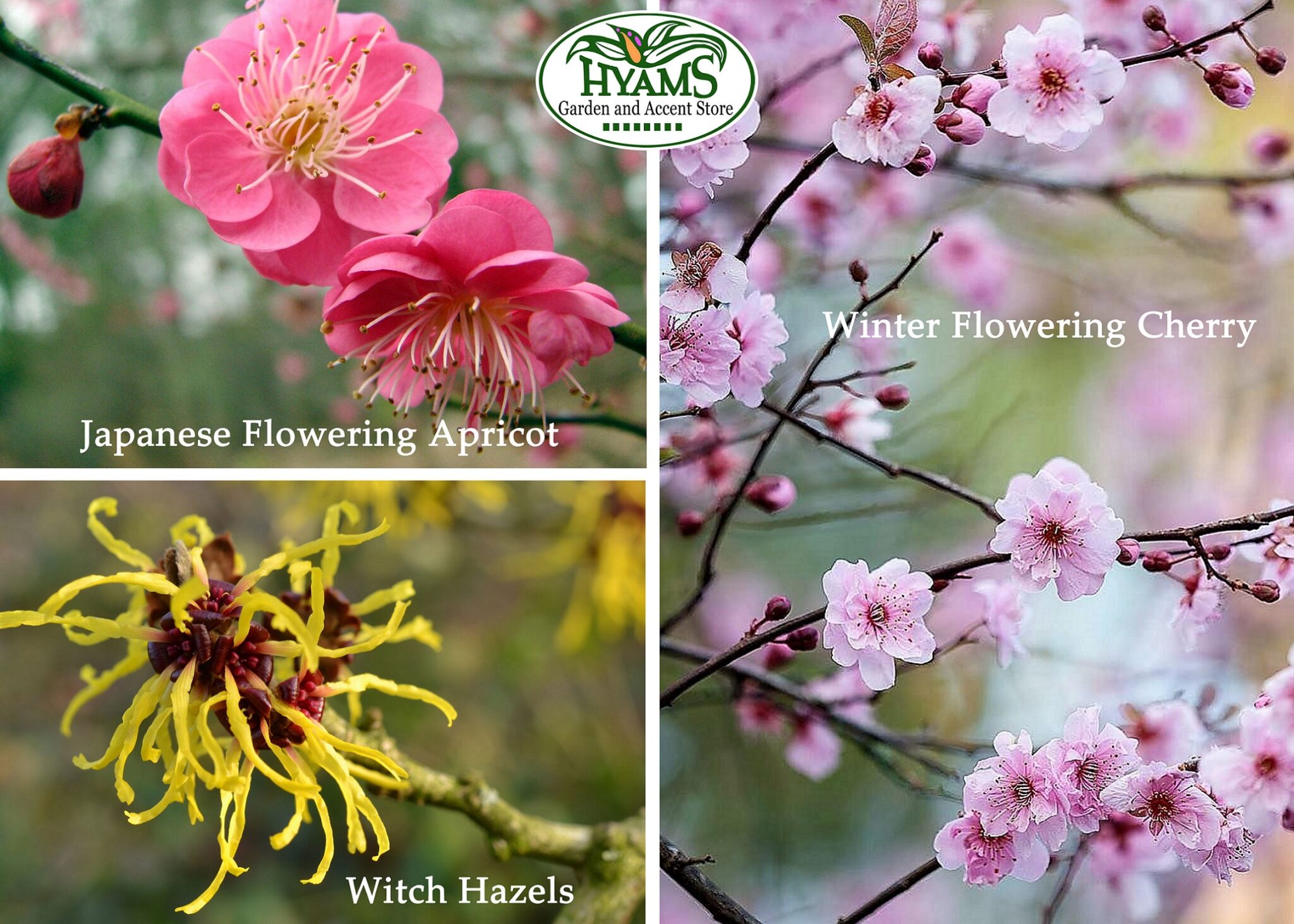 Winter Blooms